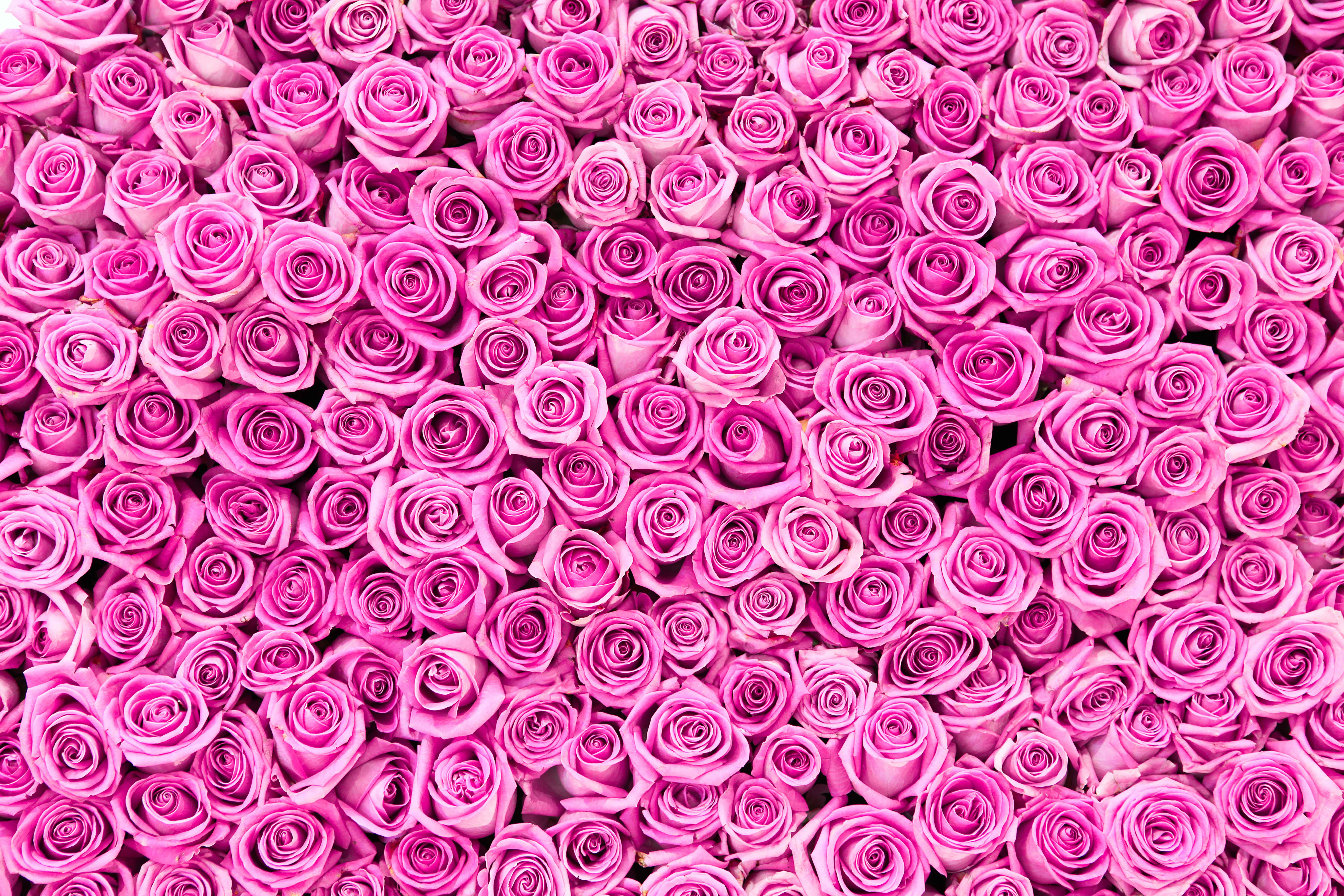 Pink Rose Wall – 128 | Sukkah Murals